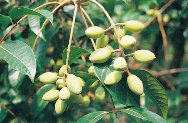 5+ Cách Chữa Amidan Bằng Thuốc Nam Hiệu Quả, Dễ Kiếm