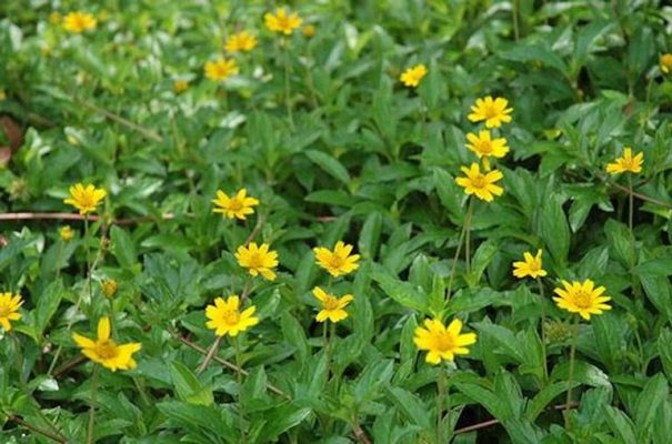 Cây sài đất: Đặc điểm nhận dạng và công dụng chữa bệnh - iHS Việt Nam