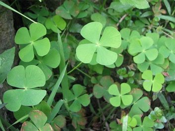 Cây me đất: Công dụng, cách dùng và thận trọng - iHS Việt Nam