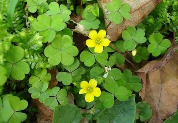 Cây me đất: Công dụng, cách dùng và thận trọng - iHS Việt Nam