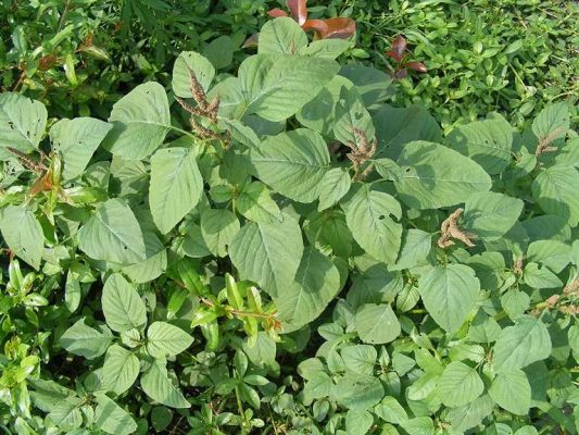 Bài Thuốc Từ Rau Dền Gai Chữa Bệnh Gai Cột Sống