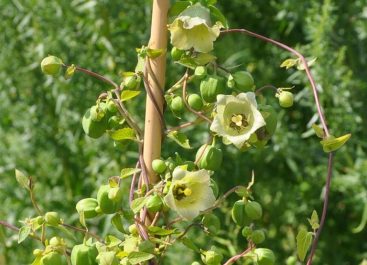 Đảng sâm (Đẳng sâm): Công dụng và cách dùng của vị thuốc quý