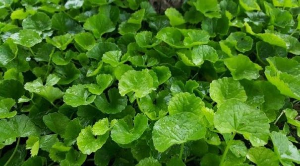 Rau má: Những lợi ích đối với sức khỏe được khoa học chứng nhận