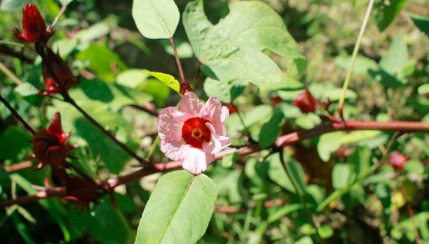 Atiso đỏ: Đặc điểm, công dụng và cách dùng chữa bệnh