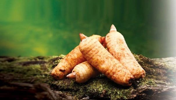 Thien Ma tree: Healing benefits and effective usage - b4bee