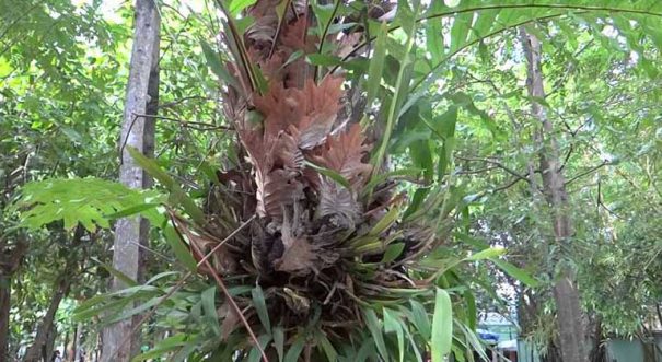 Cốt Toái Bổ: Hình Ảnh, Công Dụng Chữa Bệnh Và Cách Dùng