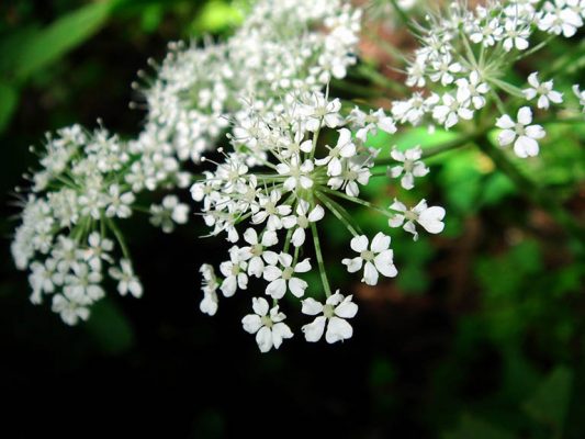 Đương Quy: Dược Liệu Quý Trong Đông Y Chữa Bá Bệnh