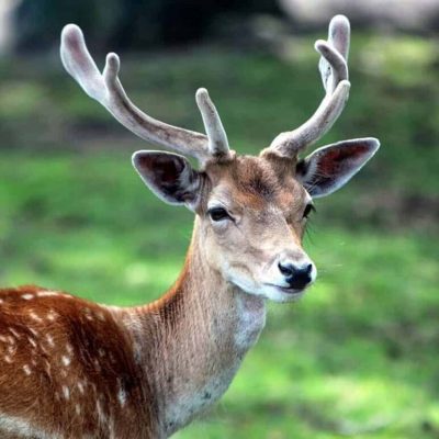 Nhung Hươu: Tác Dụng Chữa Bệnh Và Cách Dùng Đúng