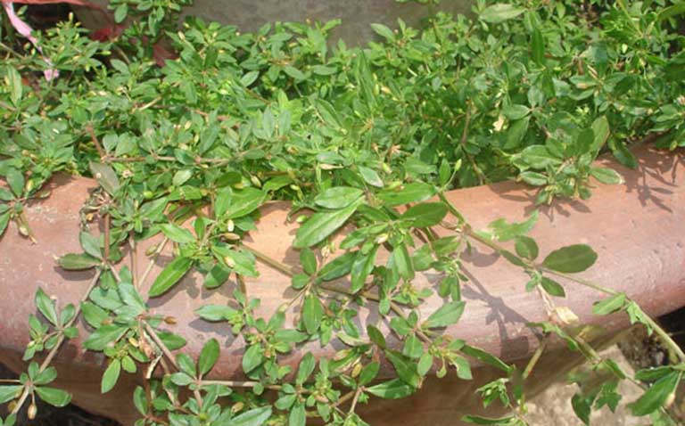 Rau Đắng Đất: Vị Thuốc Chữa Bệnh Lưu Truyền Trong Dân Gian